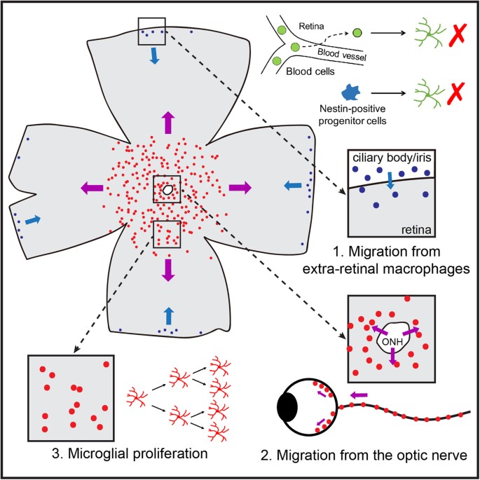 Dual extra-retinal origins of microglia in the model of retinal ...