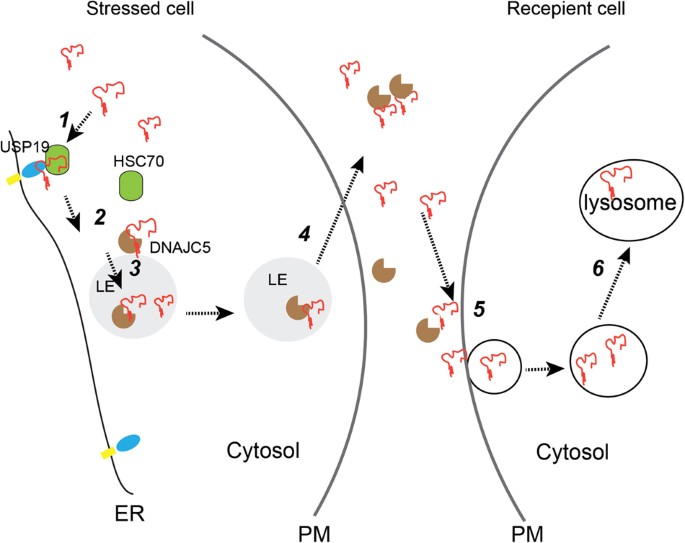 DNAJC5 facilitates USP19-dependent unconventional secretion of ...