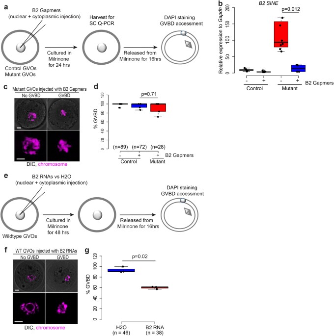 SRSF3 maintains transcriptome integrity in oocytes by regulation of ...