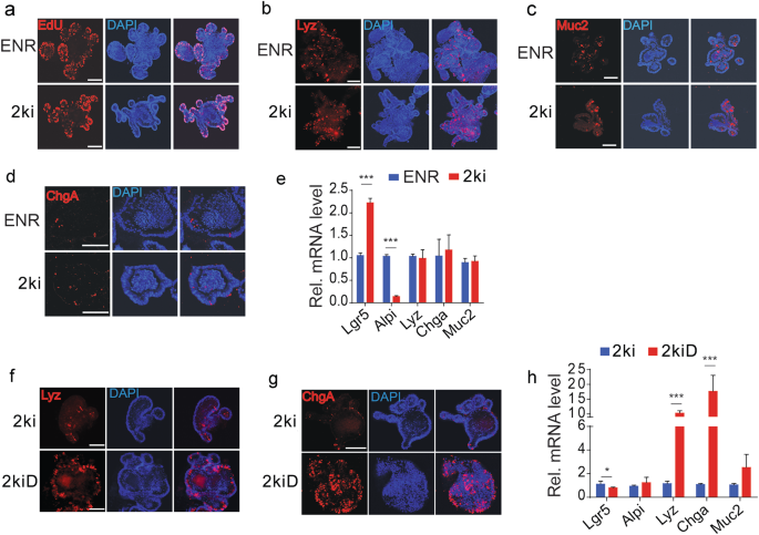 A growth factor-free culture system underscores the coordination ...