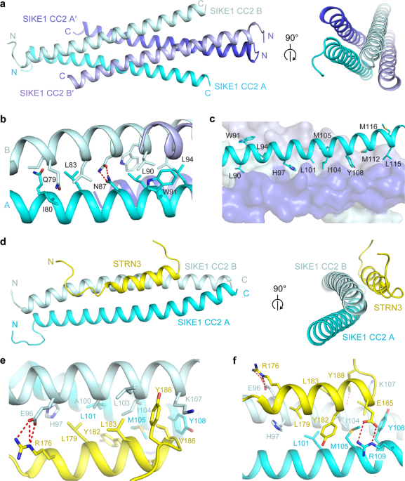 Architecture, substructures, and dynamic assembly of STRIPAK complexes ...