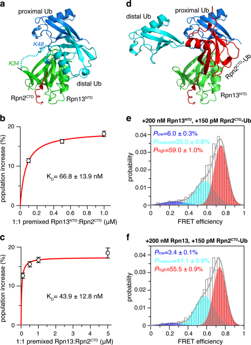 Structural basis for the recognition of K48-linked Ub chain by ...