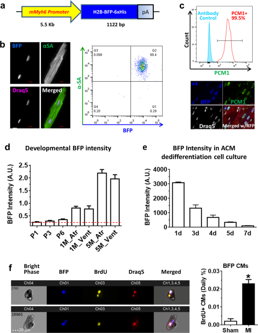 Single-cell imaging and transcriptomic analyses of endogenous ...