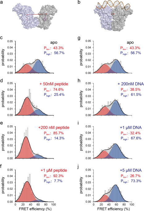 Structural insights into DNA recognition by AimR of the arbitrium ...