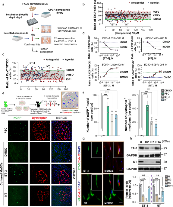 RhoA-mediated G12-G13 signaling maintains muscle stem cell quiescence ...