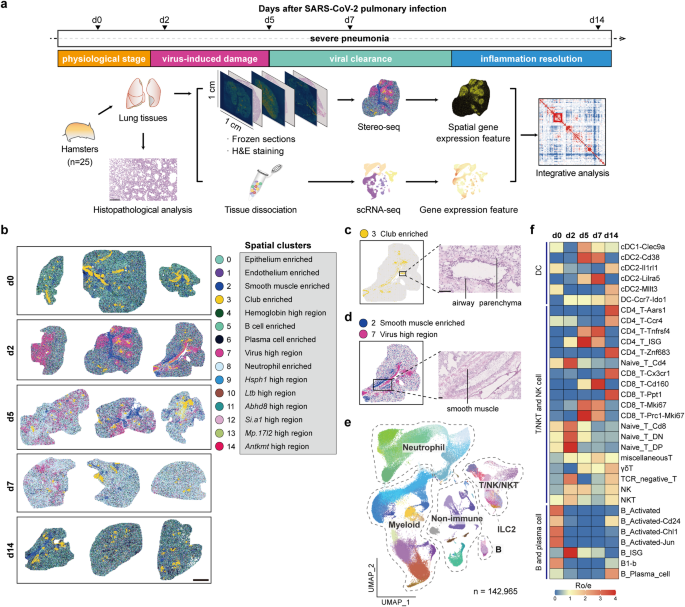 Single-cell spatiotemporal analysis reveals alveolar dendritic cell–T cell immunity hubs ...