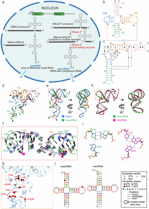 Structural basis for tRNA mimicry by mascRNA and menRNA | Cell Discovery