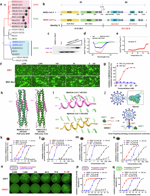 Dual-targeting strategy enables extremely potent and broad inhibition ...