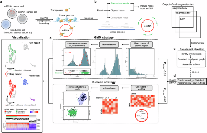 scCirclehunter delineates ecDNA-containing cells using single-cell ATAC ...