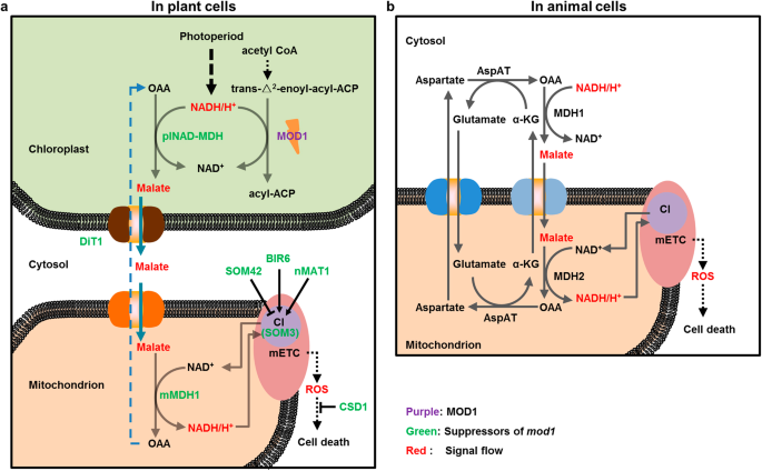Malate transported from chloroplast to mitochondrion triggers ...