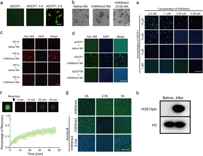 Plant HP1 protein ADCP1 links multivalent H3K9 methylation readout to ...