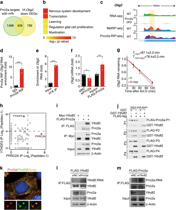 A novel m 6 A reader Prrc2a controls oligodendroglial specification and ...