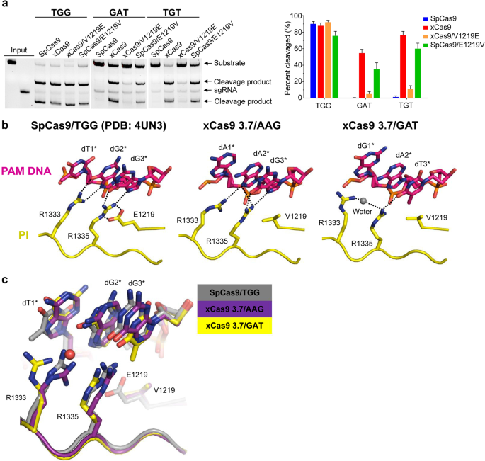 Structural insights into a high fidelity variant of SpCas9 | Cell Research