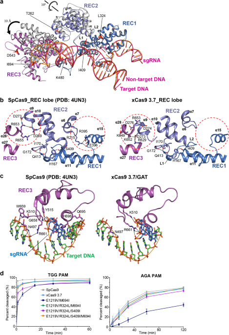 Structural insights into a high fidelity variant of SpCas9 | Cell Research