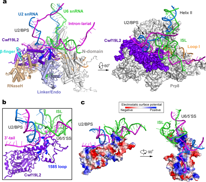 Structures of the human spliceosomes before and after release of the ...
