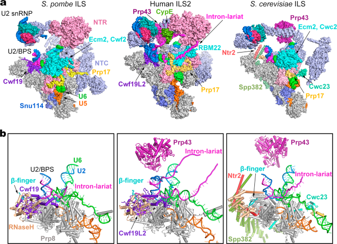 Structures of the human spliceosomes before and after release of the ...