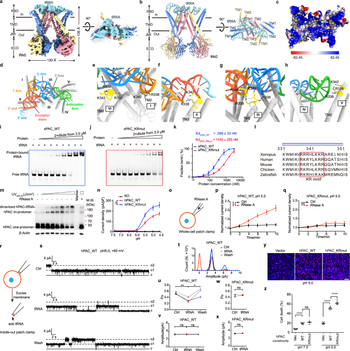 Molecular insights into the inhibition of proton-activated chloride ...