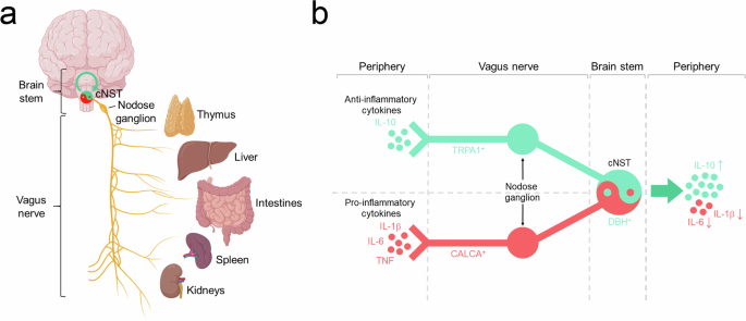 Body–brain axis: orchestrating immune responses | Cell Research