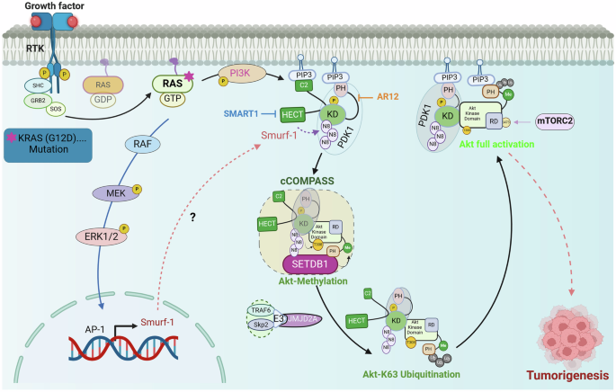 PDK1 neddylation by Smurf1 drives Akt activation | Cell Research