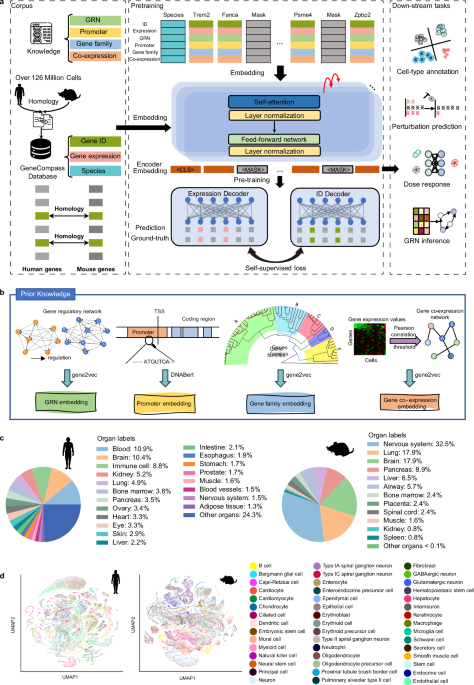 GeneCompass: deciphering universal gene regulatory mechanisms with a ...