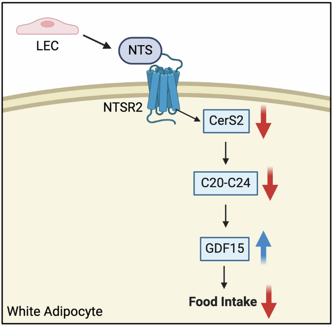 Neurotensin signaling in fat modulates food intake | Cell Research