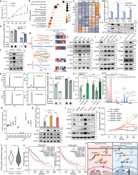 Pyrimidine synthase CAD deamidates and inactivates p53 | Cell Research