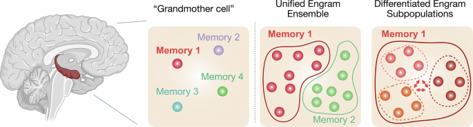 Deconstructing the architecture of memory engrams | Cell Research