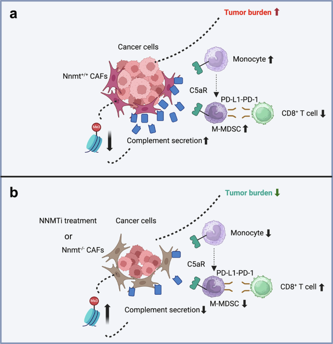 Targeting NNMT in fibroblasts reawakens T cells and restores antitumor immunity | Cell Research