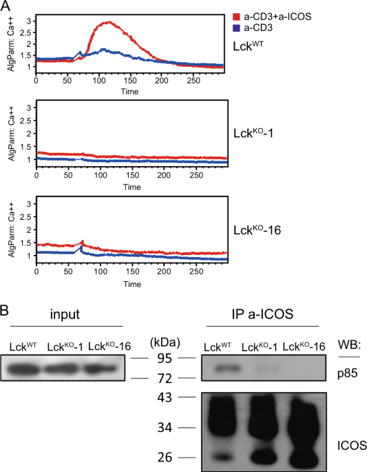 Transmembrane domain-mediated Lck association underlies bystander and ...
