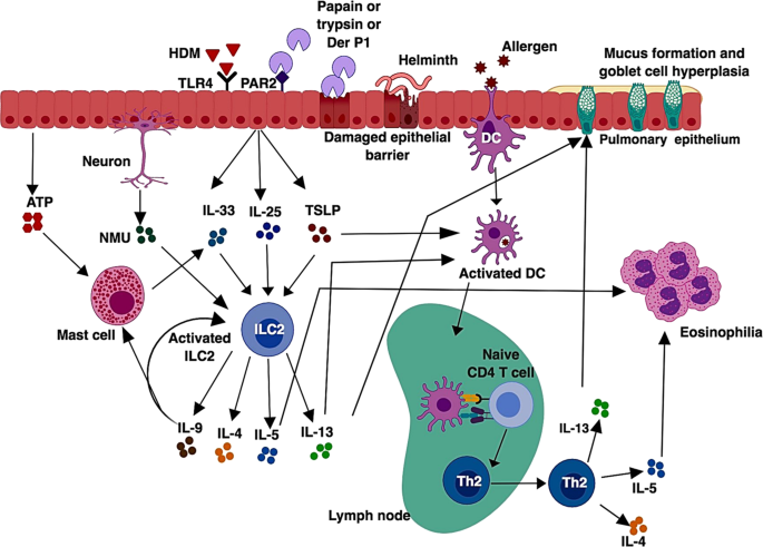 Orchestration between ILC2s and Th2 cells in shaping type 2 immune ...