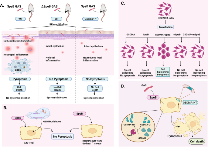 Local Vs Systemic Infection