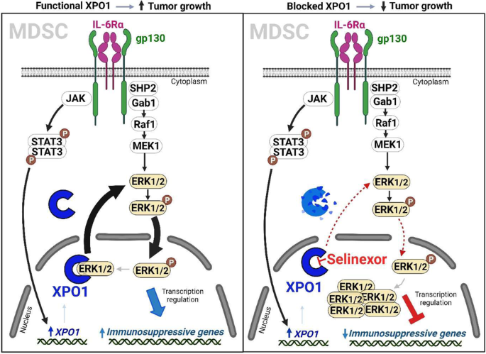 Exportin 1 governs the immunosuppressive functions of myeloid-derived ...