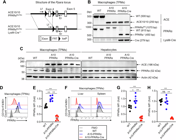 Peroxisome proliferator-activated receptor alpha is an essential factor ...
