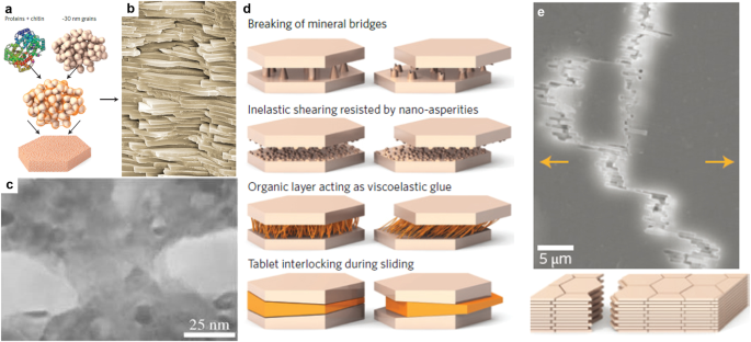 Nacre-inspired composites with different macroscopic dimensions ...