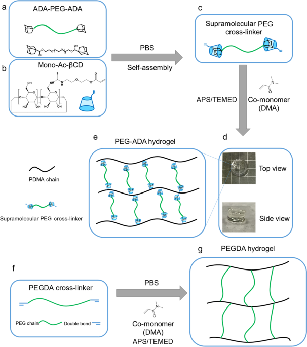 Supramolecular hydrogels cross-linked by preassembled host–guest PEG cross-linkers resist ...