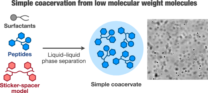 A minimalist design approach to simple coacervates from low-molecular ...