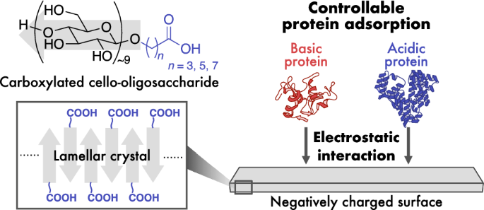 Electrostatic control of protein adsorption onto negatively charged ...
