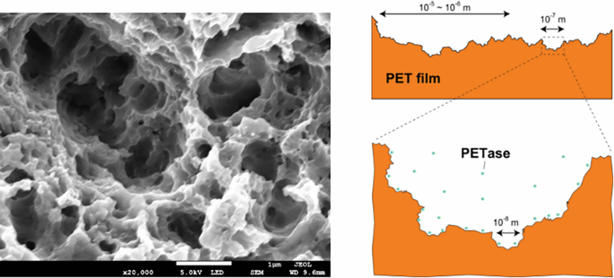 Structural decay of poly(ethylene terephthalate) by enzymatic ...