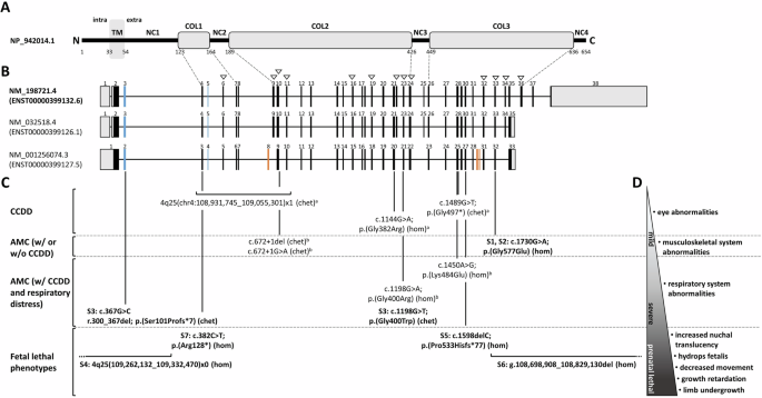 Novel biallelic COL25A1 variants broaden the clinical spectrum from ...