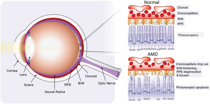 Cellular regeneration strategies for macular degeneration: past ...