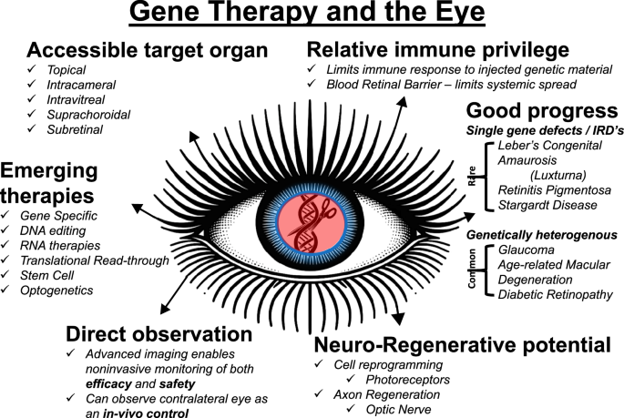 Genetic engineering and the eye | Eye