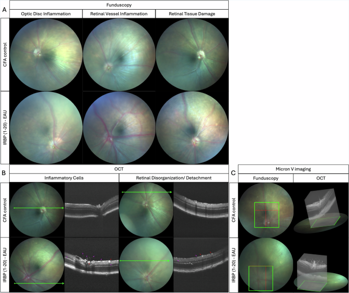 Comparative models of uveitis | Eye