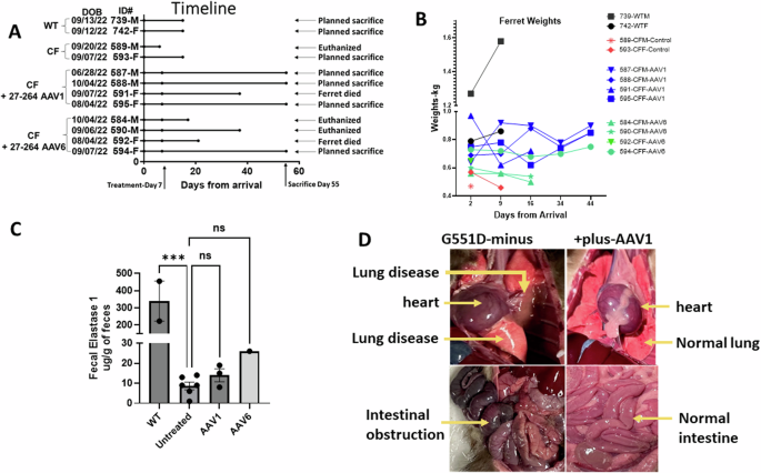 Amelioration of airway and GI disease in G551D-CF ferrets by AAV1 and ...