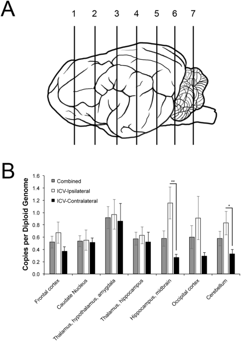 Intracisternal vs intraventricular injection of AAV1 result in ...
