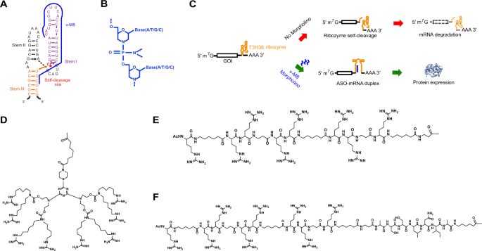 A peptide conjugate enables systemic injection of the morpholino ...