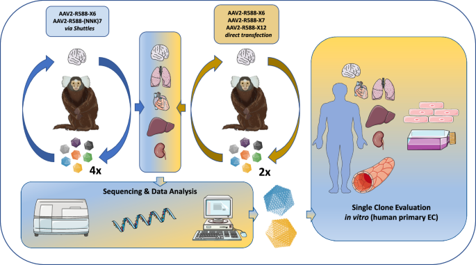 Identification of AAV variants with improved transduction of human ...