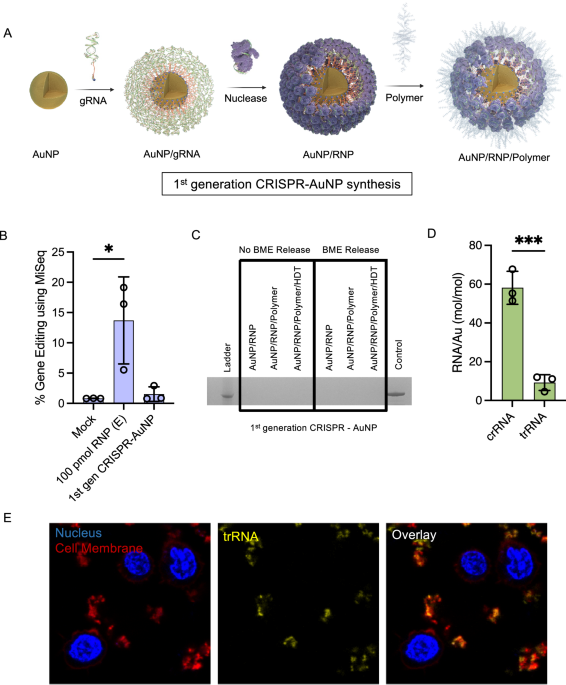 CRISPR-AuNP: physicochemical optimization of a gold nanoparticle ...