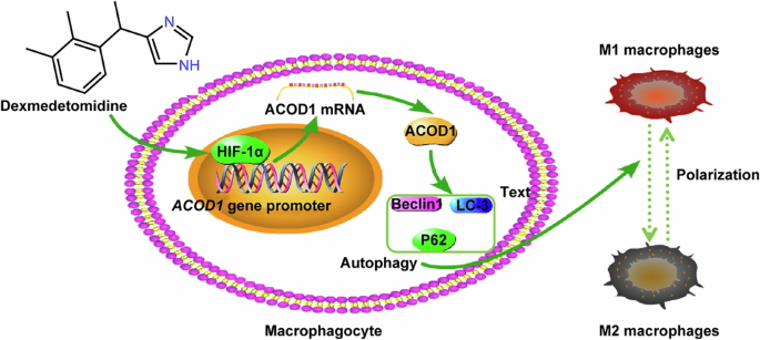 Dexmedetomidine relieves LPS-induced acute lung injury by boosting HIF ...