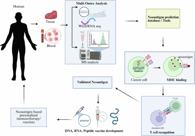 Computational neoantigen prediction for cancer immunotherapy | Genes ...