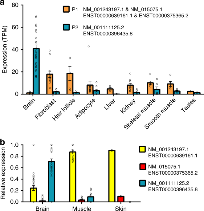 IQSEC2 -related encephalopathy in males and females: a comparative ...